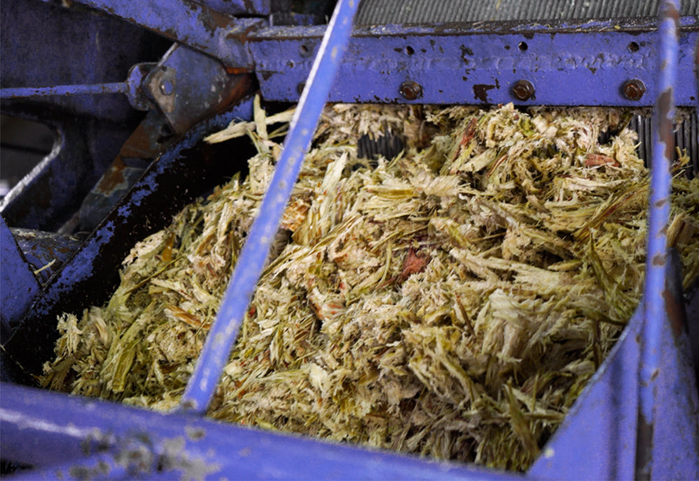 What is Sugarcane Waste Packaging - Better Packaging Co